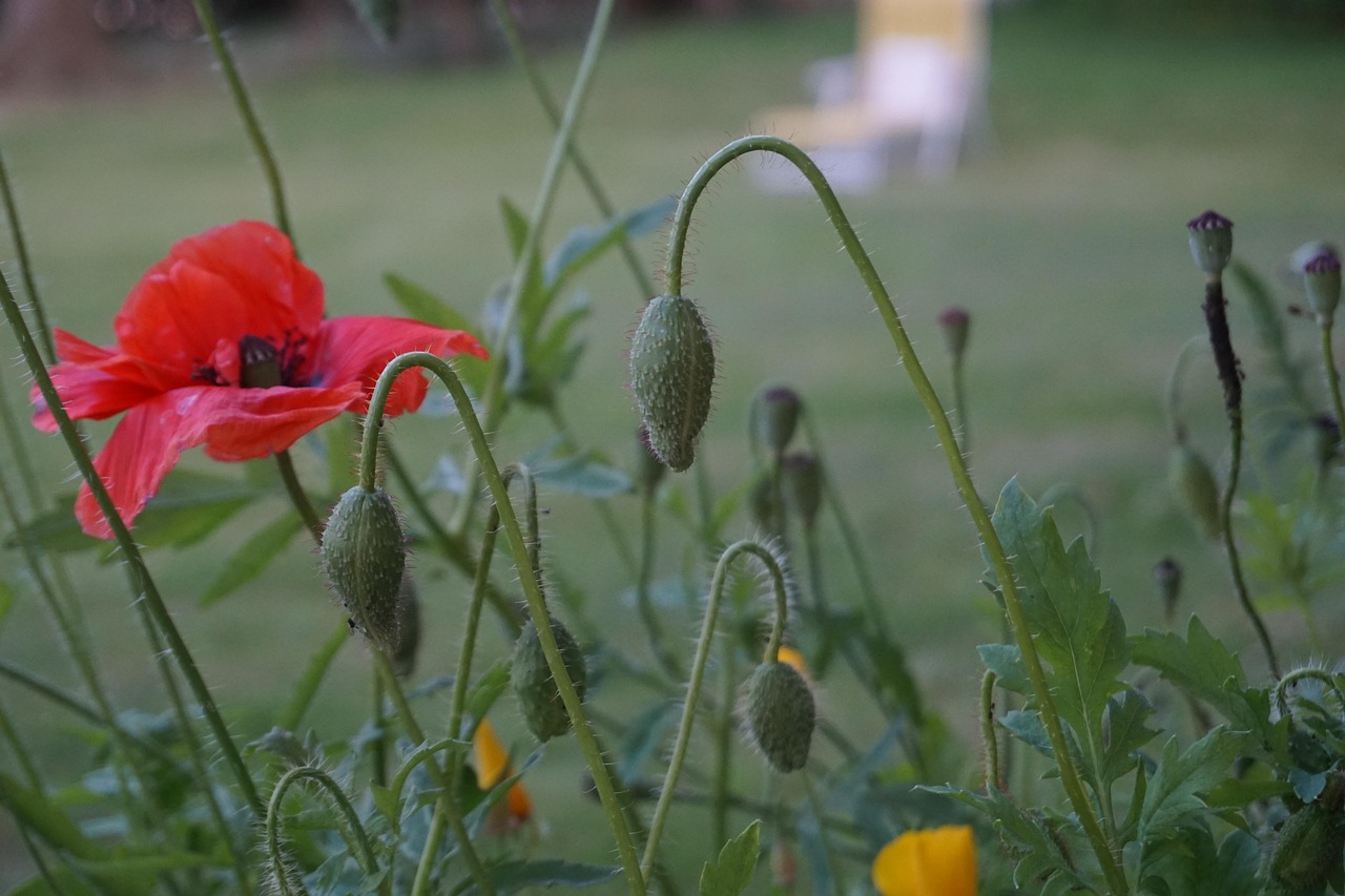 Mohnblumen Sommer Frieden Des - Kostenloses Foto auf Pixabay - Pixabay