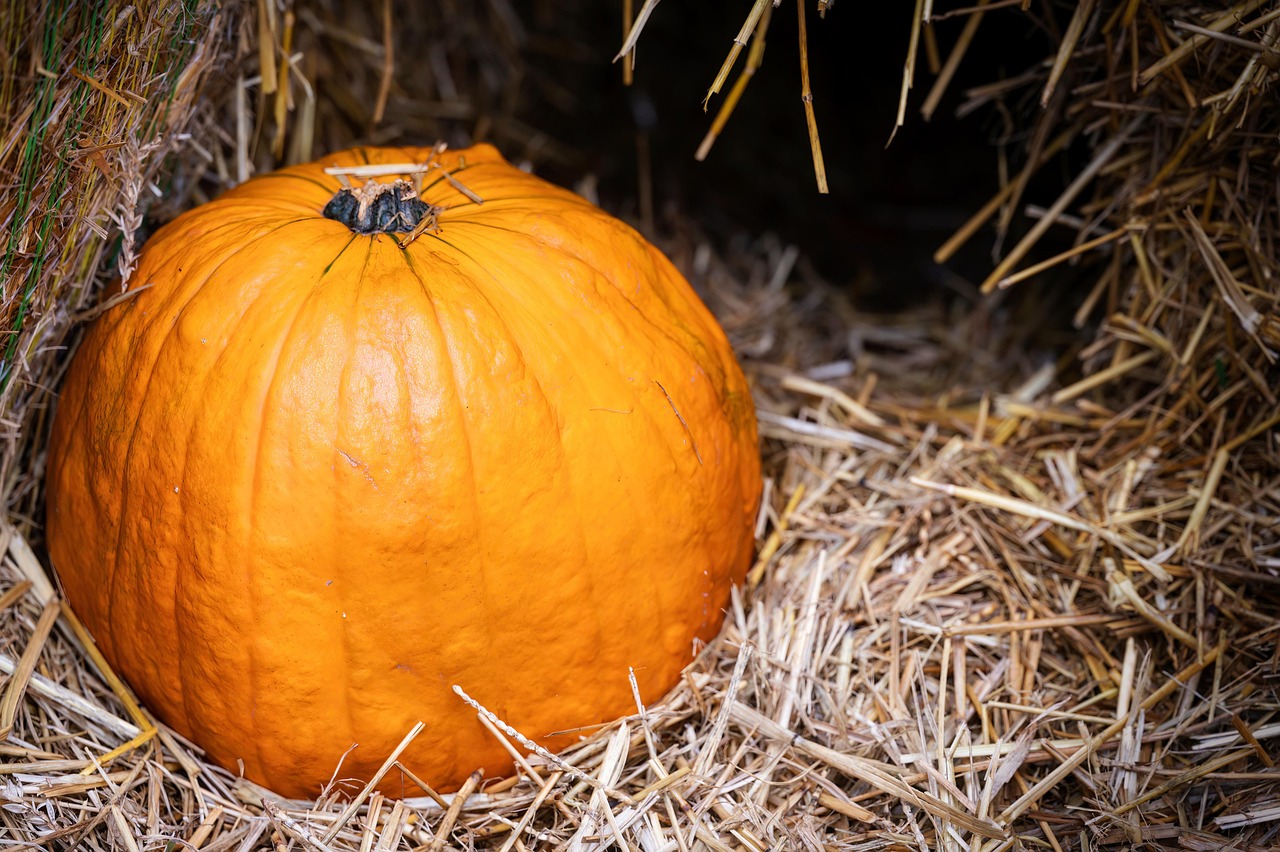 Pumpkin Halloween Fall - Free photo on Pixabay