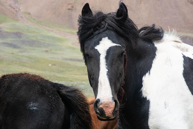 Caballo Animal Ganado - Foto gratis en Pixabay - Pixabay