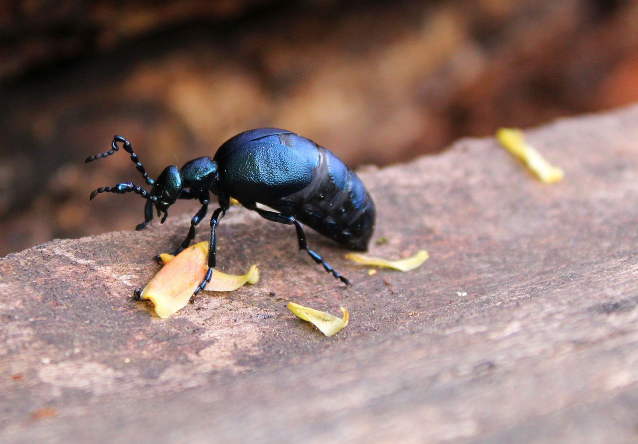 30,000+ Free Violet Oil Beetles & Beetle Images - Pixabay