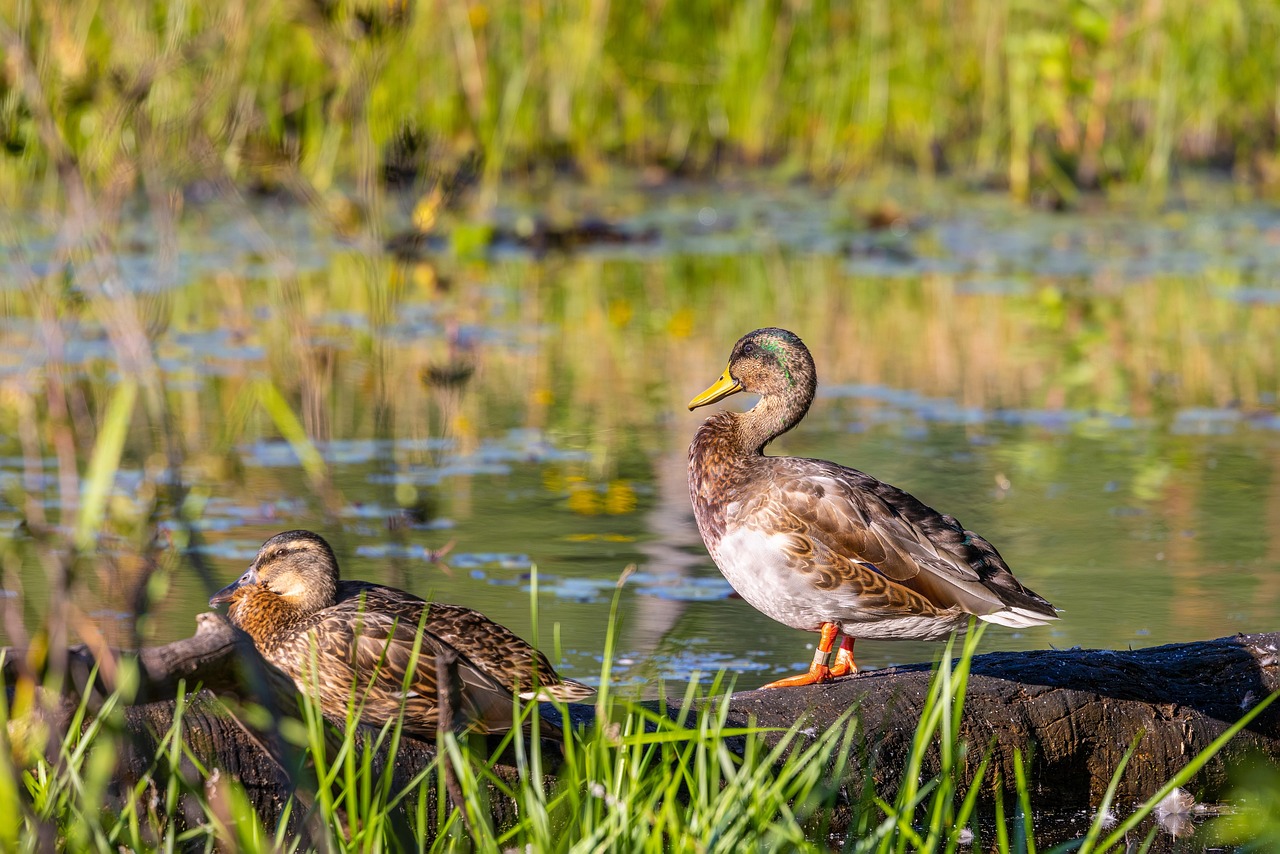 Birds Ducks Couple - Free photo on Pixabay - Pixabay