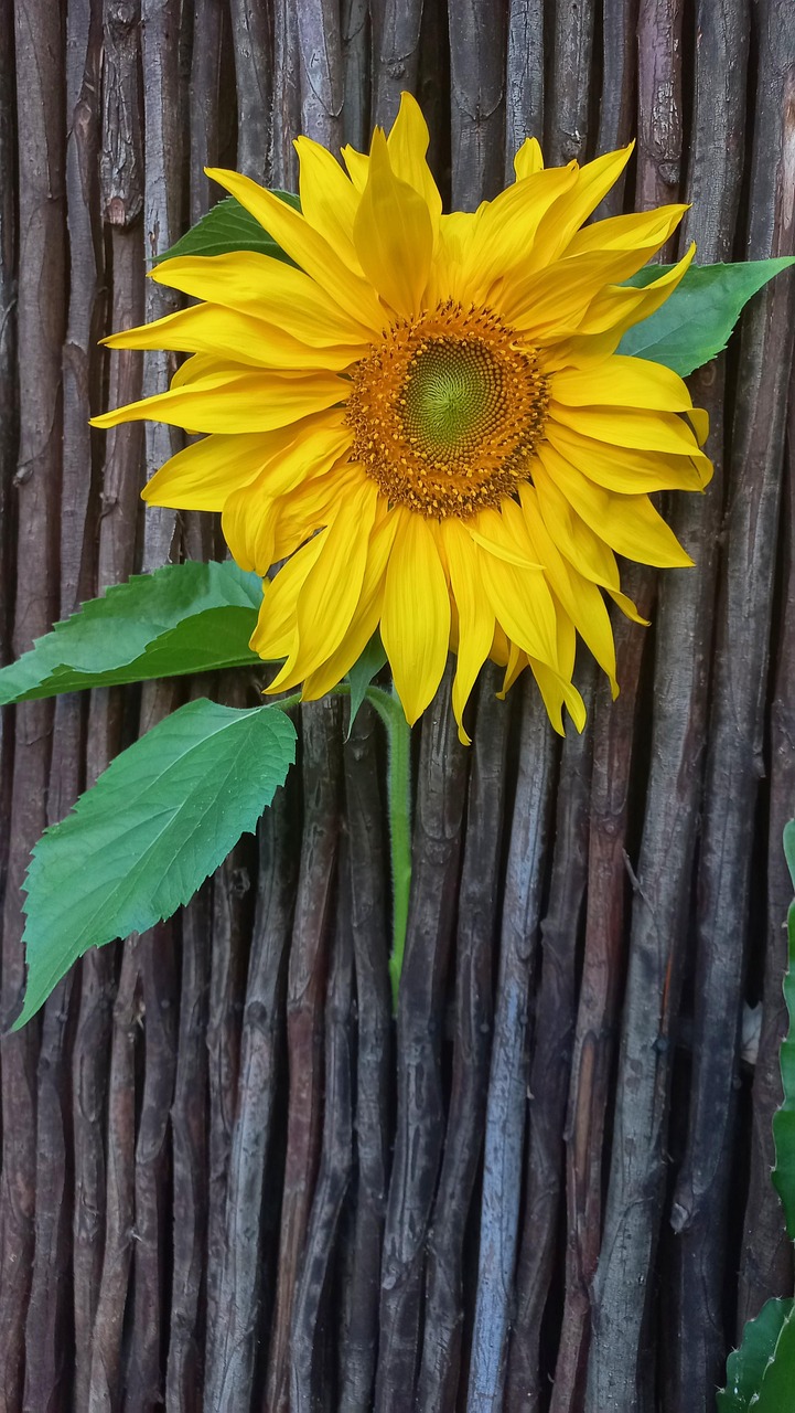 Sunflower Yellow Flower - Free photo on Pixabay - Pixabay