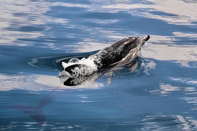 Dauphin Mer Bleu - Photo gratuite sur Pixabay - Pixabay