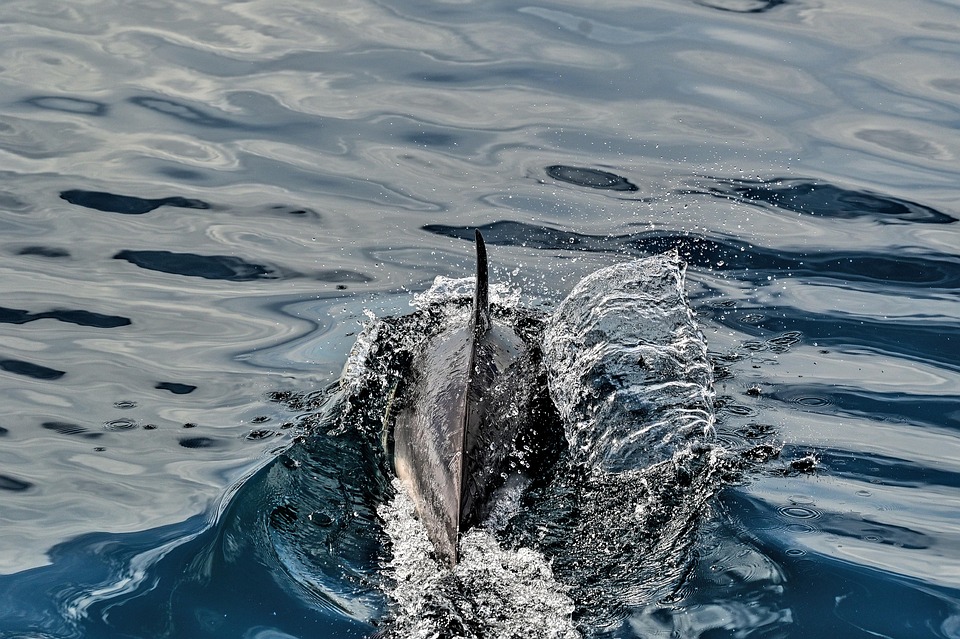 Delfin Spritzen Blau - Kostenloses Foto auf Pixabay