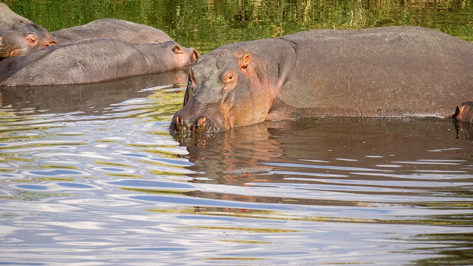 Hippopotamus River Hippo - Free photo on Pixabay