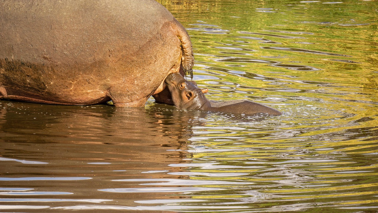 Hippopotamus River Hippo - Free photo on Pixabay - Pixabay