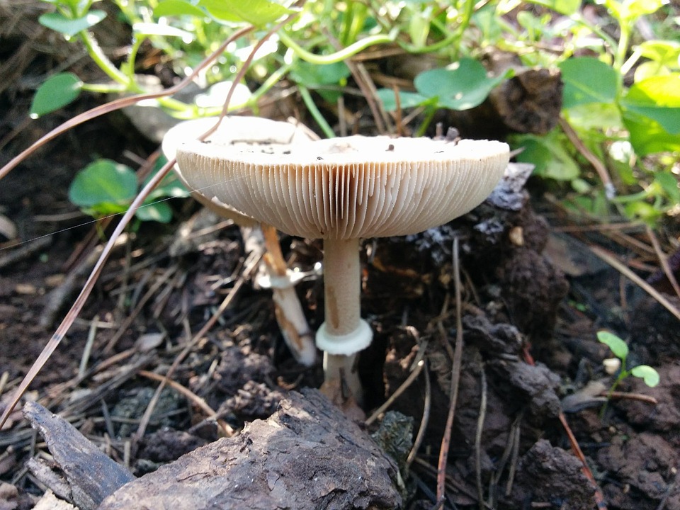 Jamur Alam Hutan - Foto gratis di Pixabay - Pixabay