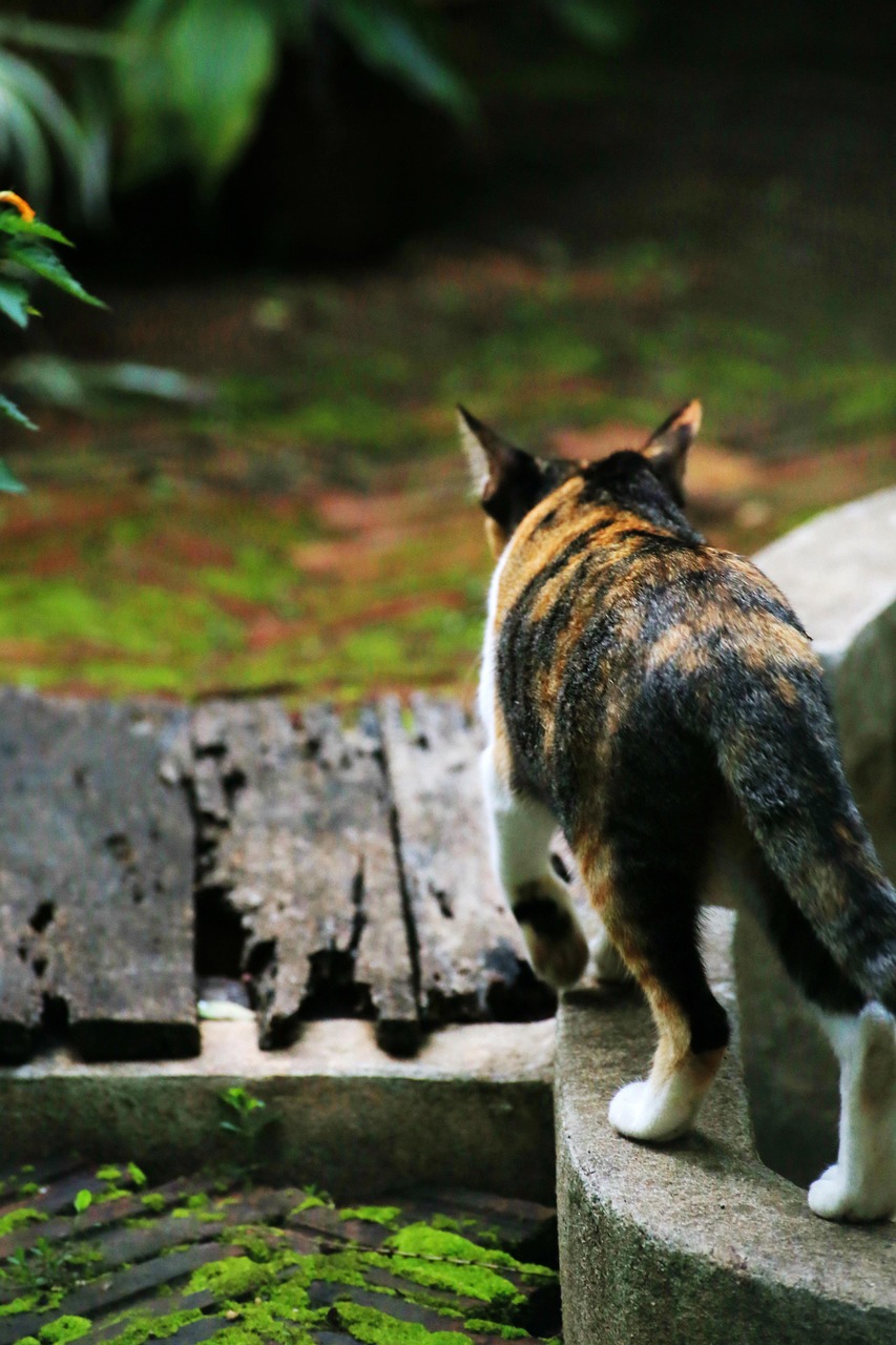 100+ Free Cat Walking & Cat Images - Pixabay