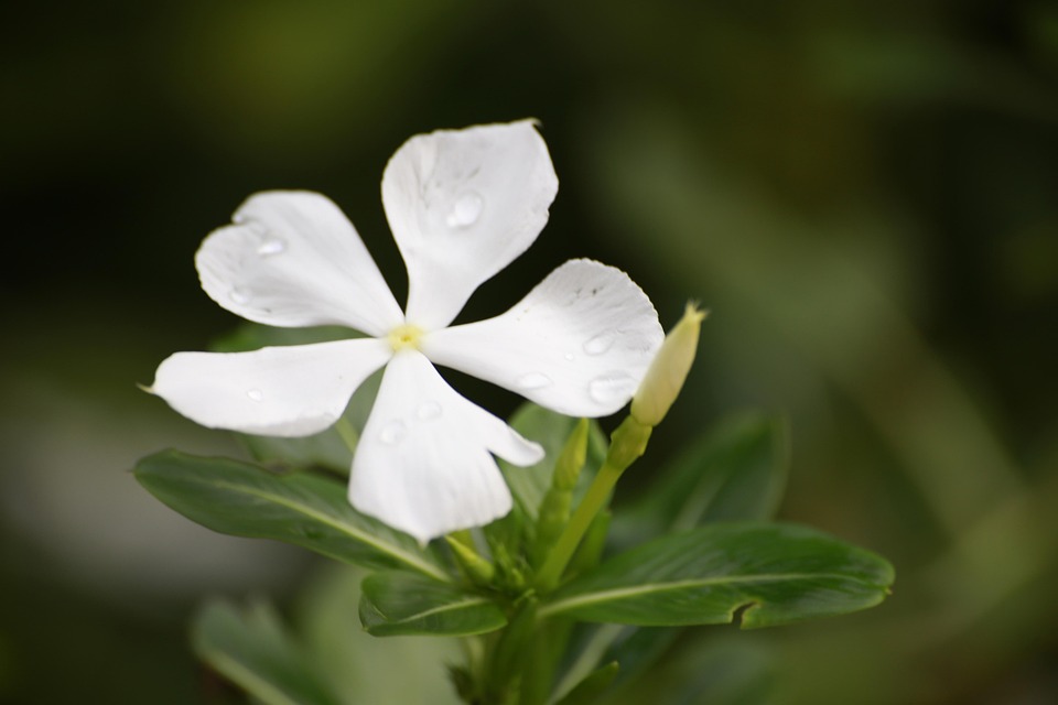 Flor Planta Vinca Blanca - Foto gratis en Pixabay