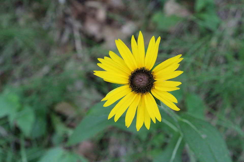 Susan Dagli Occhi Neri Fiore - Foto gratis su Pixabay