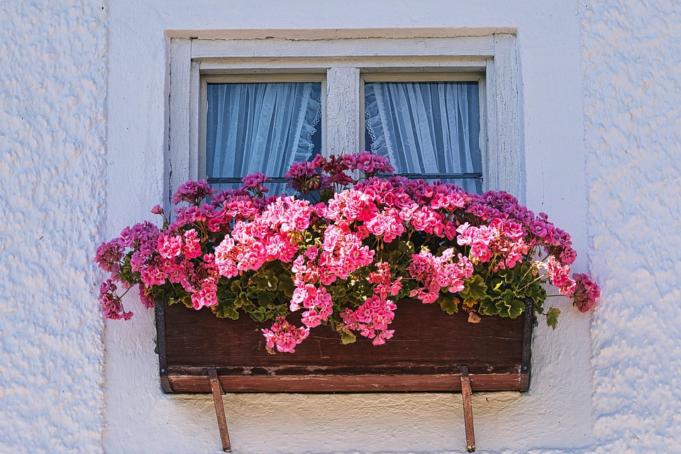 Flower Window Old - Free photo on Pixabay