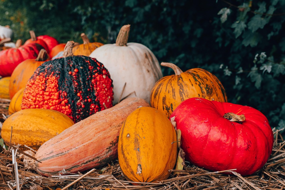 Pumpkin Vegetables Fall - Free photo on Pixabay - Pixabay