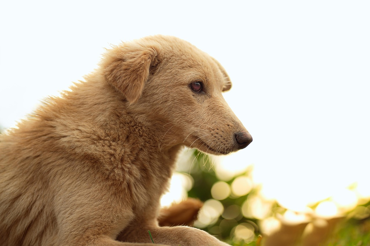 Dog Pet Animal - Free photo on Pixabay