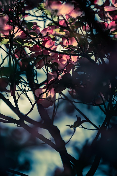 Flowers Blurry - Free photo on Pixabay