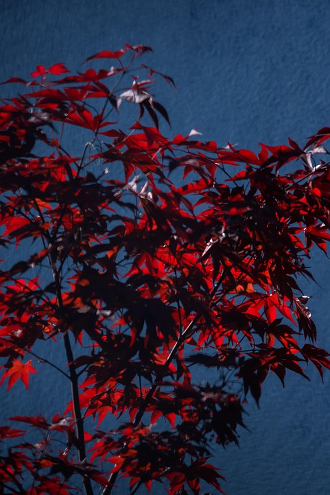 Flowers Blurry Nature Maple - Free photo on Pixabay