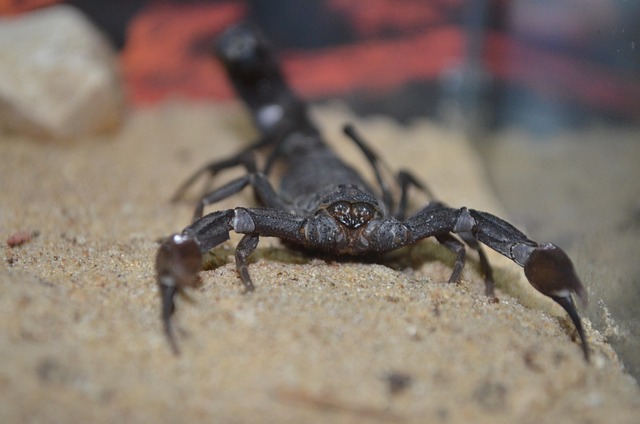 Scorpion Arabe À Queue Grasse - Photo gratuite sur Pixabay