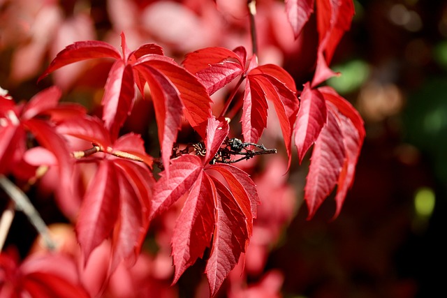 Red Leaves Fall Autumn Colors - Free photo on Pixabay