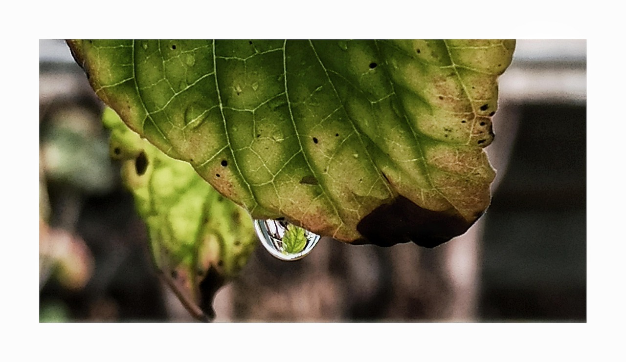 Wasser Natur Regen Nach Dem - Kostenloses Foto auf Pixabay - Pixabay