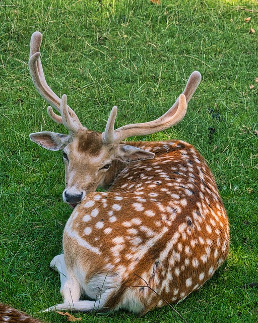 Fallow Deer Animal Wildlife - Free photo on Pixabay