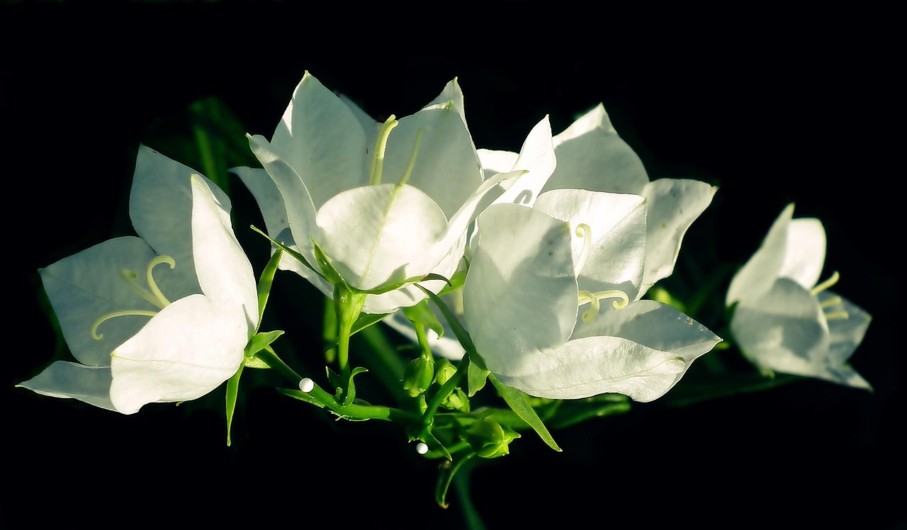 Bellflower White Flowers - Free photo on Pixabay