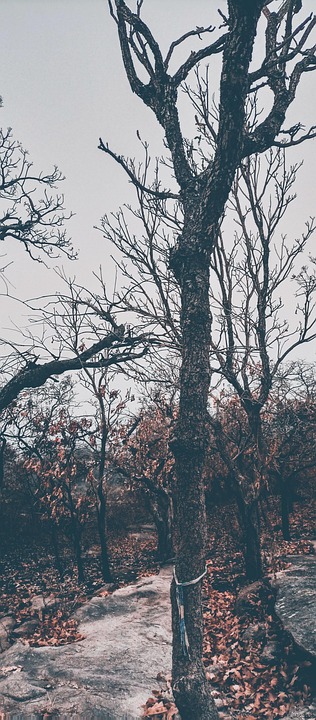 Sommer Baum - Kostenloses Foto auf Pixabay - Pixabay