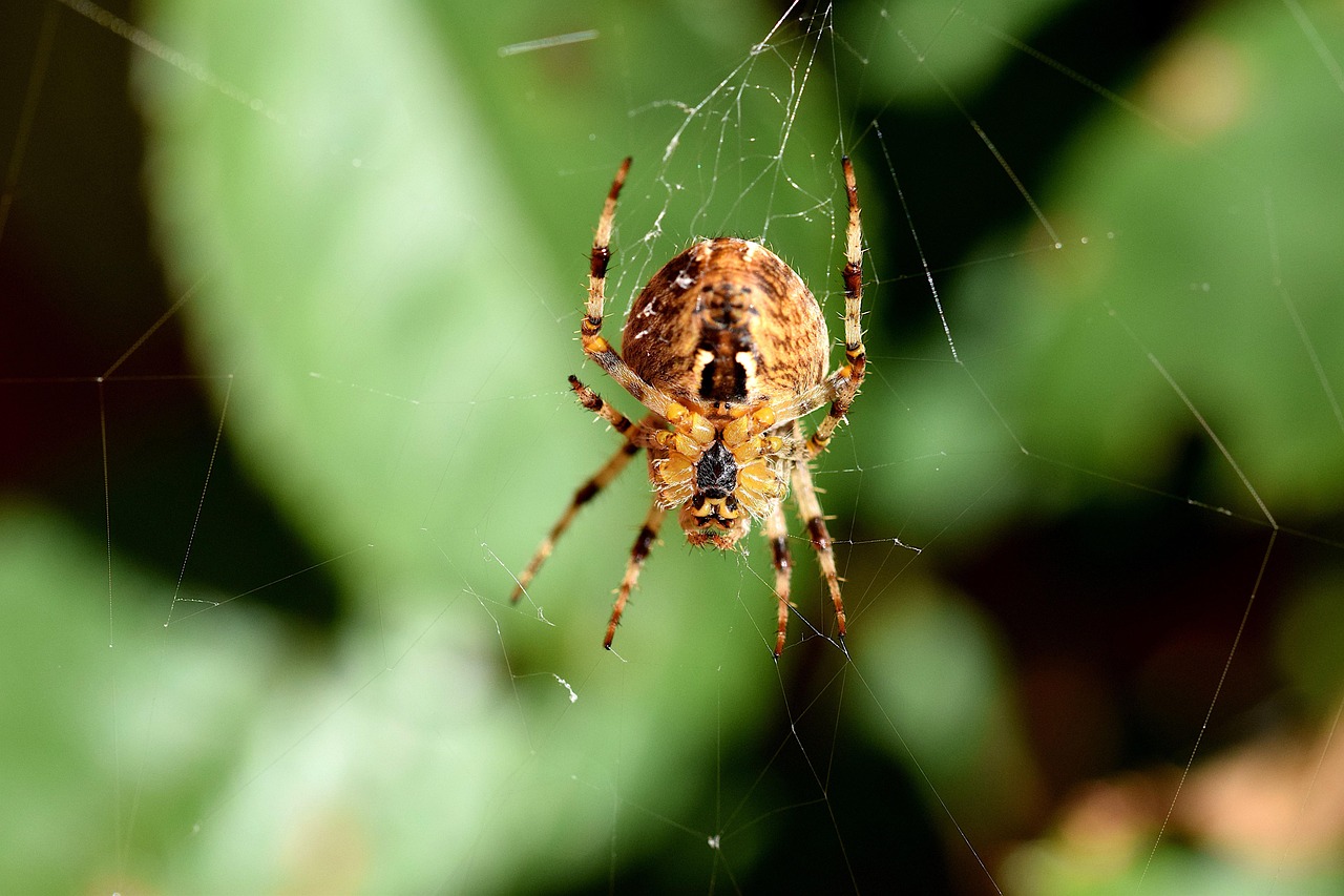 Spinne Unterseite Spinnennetz - Kostenloses Foto auf Pixabay - Pixabay