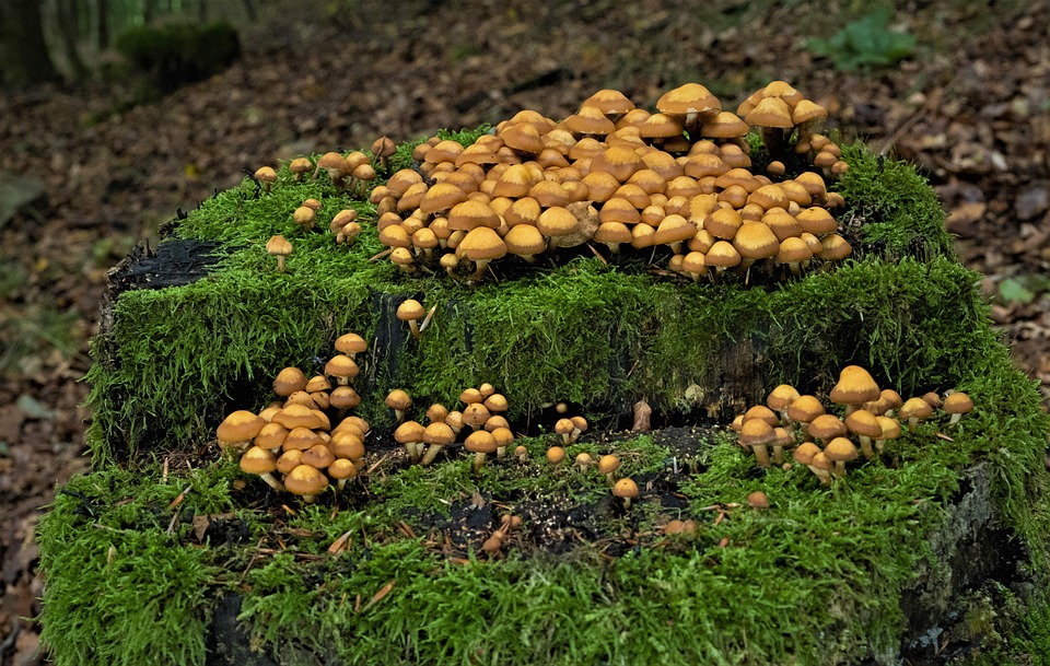 Armillaria Mellea Honey Fungus - Free photo on Pixabay - Pixabay