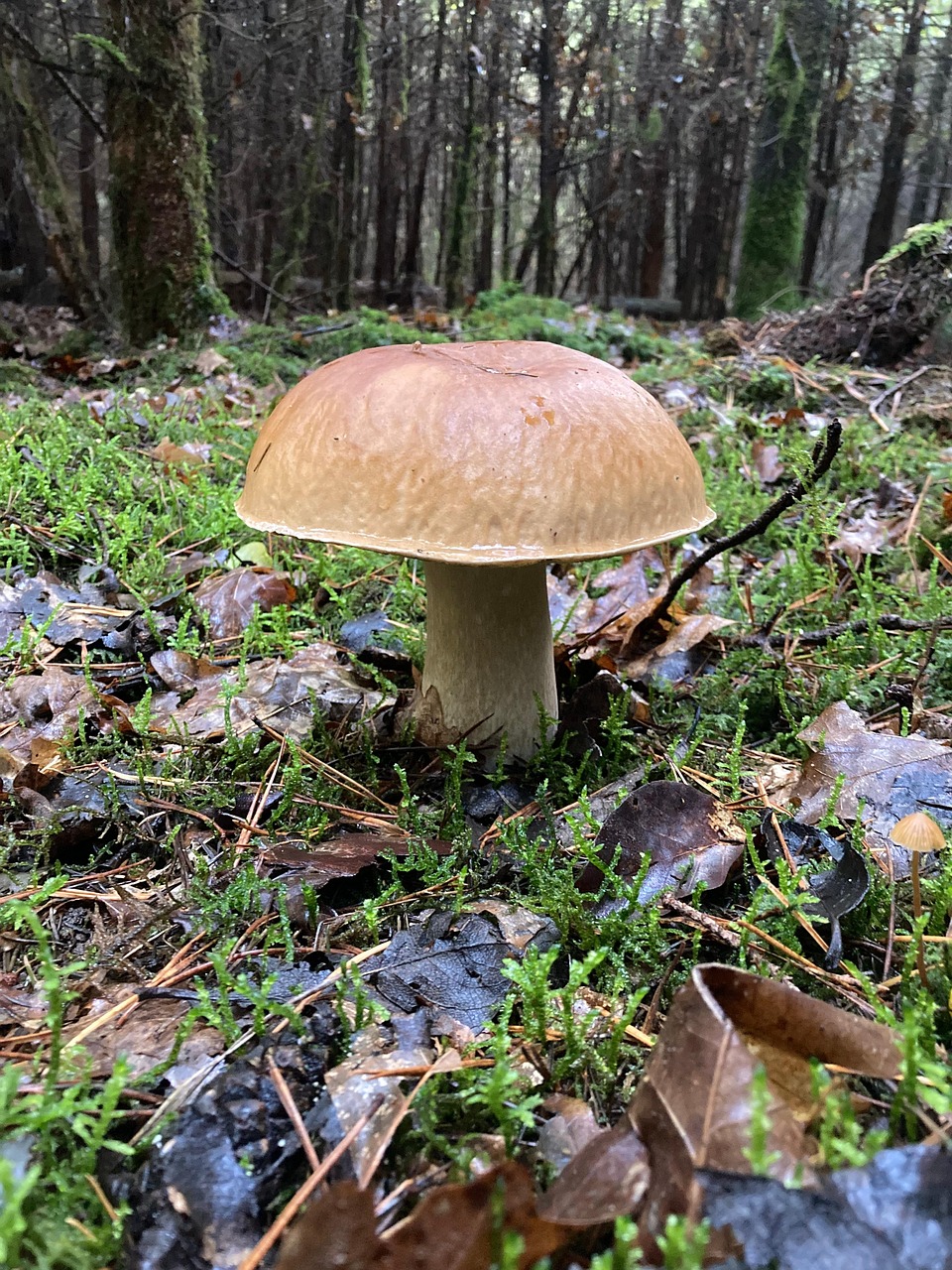 Champignon Forêt Tombe - Photo gratuite sur Pixabay - Pixabay