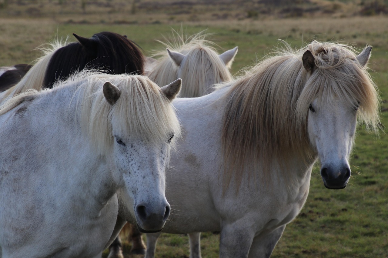 80+ kostenlose Islandpferd und Islandpony-Bilder - Pixabay