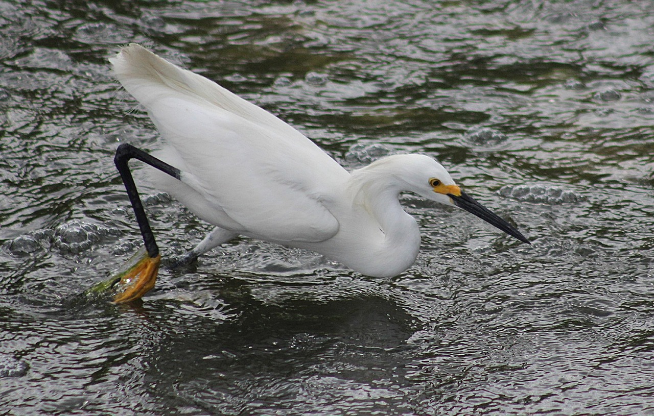 Egret Bird Animal - Free photo on Pixabay - Pixabay