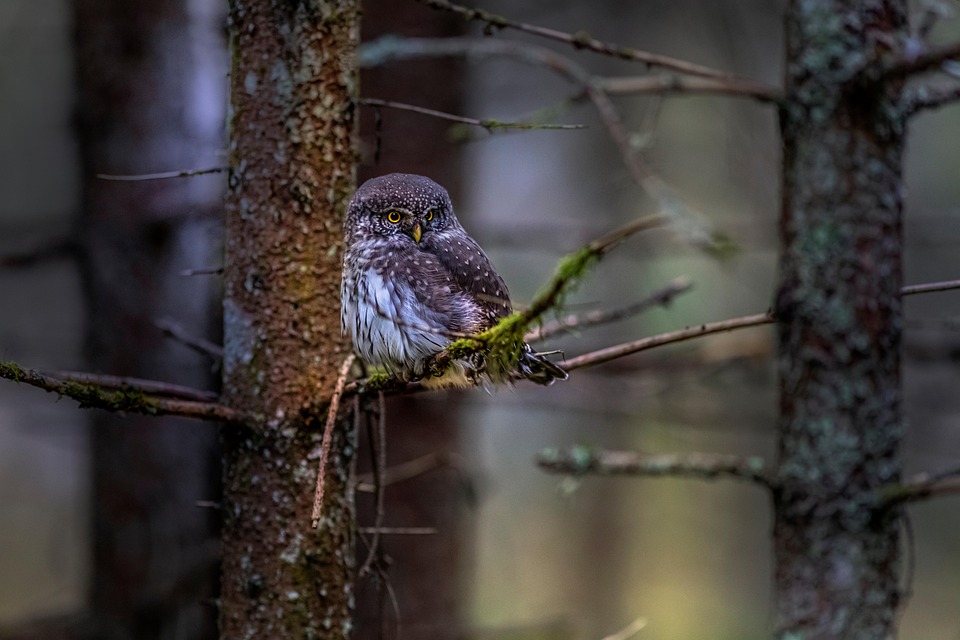 Eurasian Pygmy Owl Bird - Free photo on Pixabay