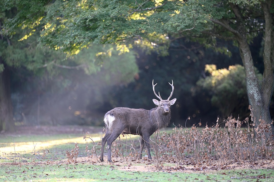 Deer Animal Wildlife - Free photo on Pixabay