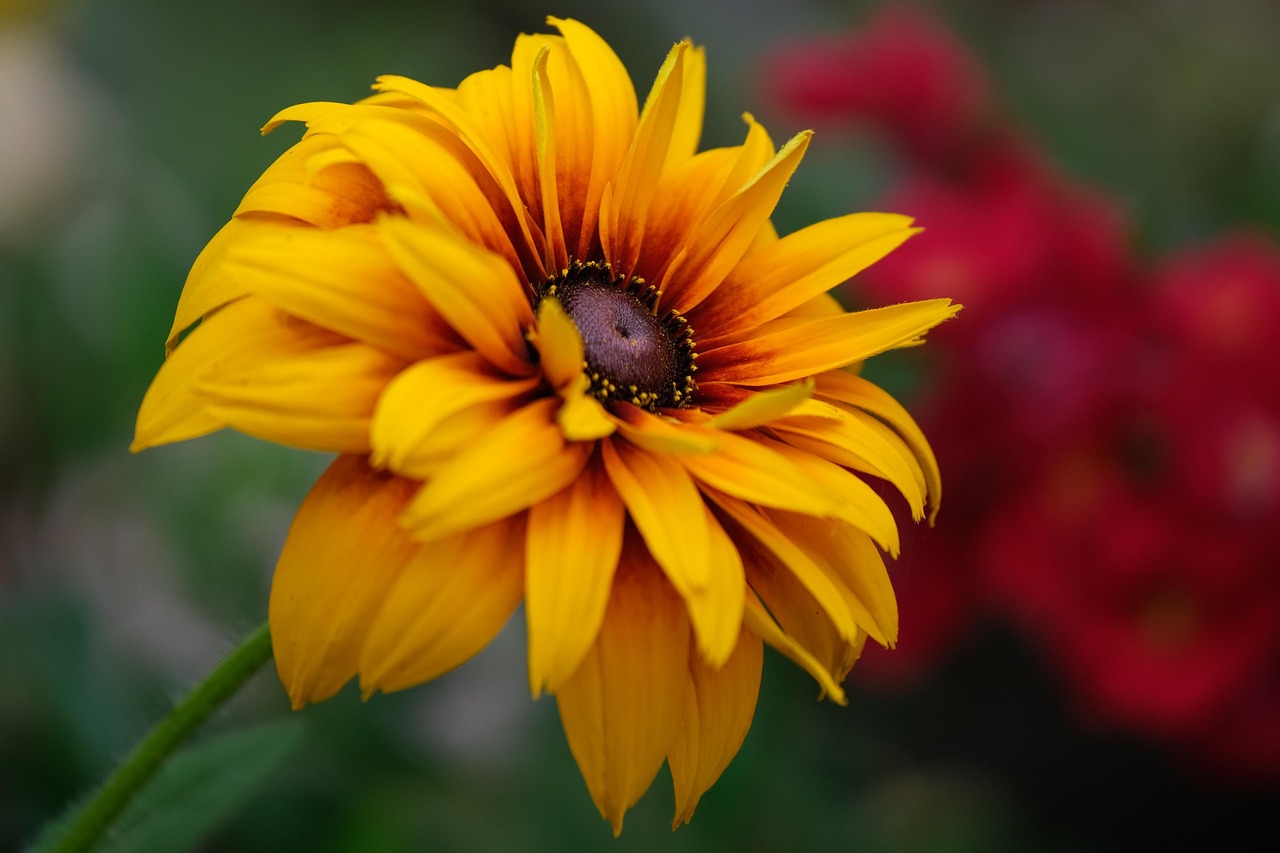Rudbeckia Yellow Flower Plant - Free photo on Pixabay - Pixabay