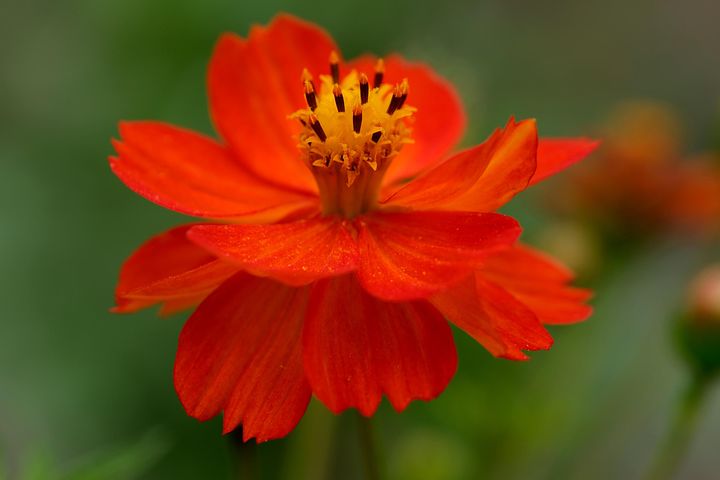 60+ Free Sulphurous Cosmos & Sulfur Cosmos Photos - Pixabay