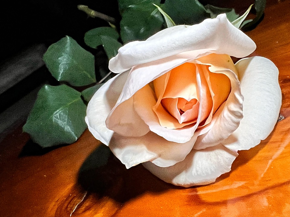 Rose Fleur Rosé - Photo gratuite sur Pixabay - Pixabay
