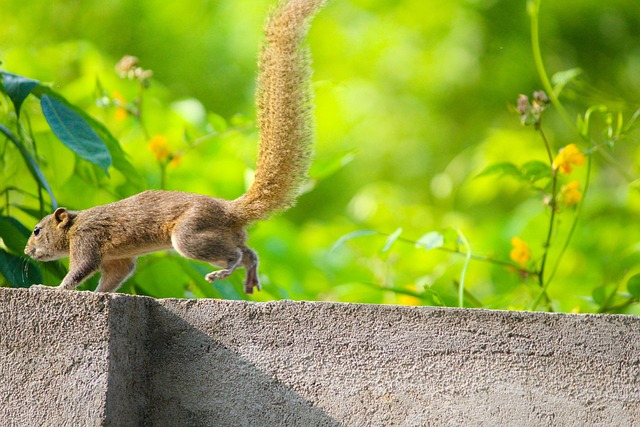 Rodent Wildlife Squirrel - Free photo on Pixabay - Pixabay