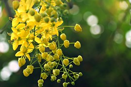 Dok Khoun Cassia Fistula Flor - Foto gratis en Pixabay