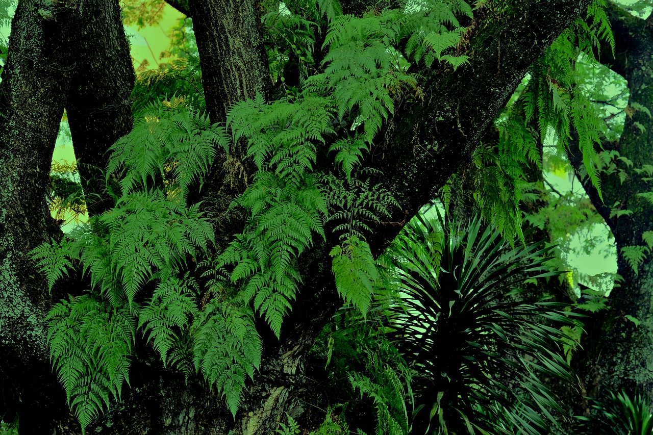 Fern Foliage Tree - Free photo on Pixabay