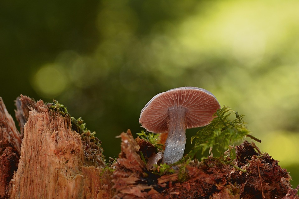 Mushroom Disc Fungus Root - Free photo on Pixabay