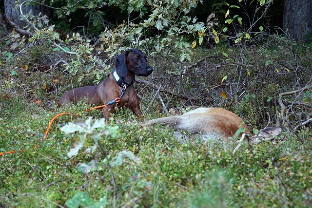 Hunting Dog Clue - Free photo on Pixabay