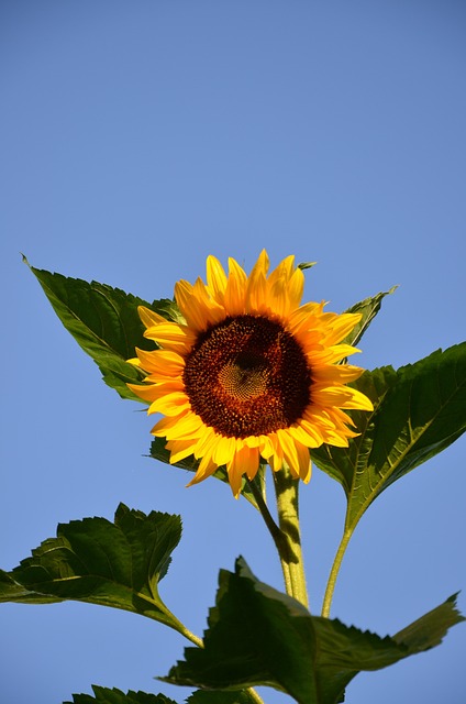 Sunflower Flower Summer Free Photo On Pixabay Pixabay