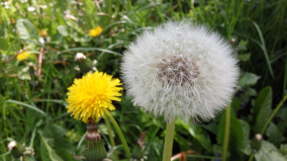 Dandelion Tanaman - Foto gratis di Pixabay - Pixabay