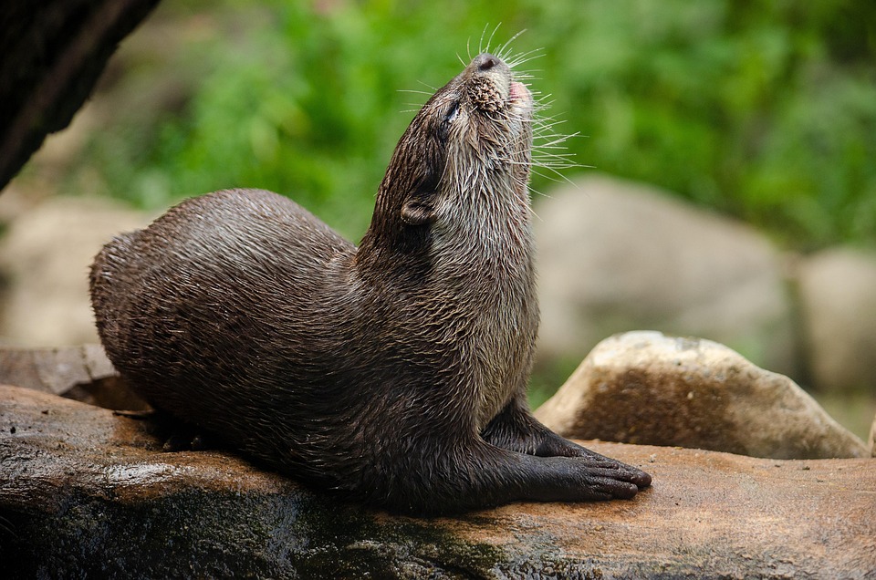 Otter Tier Tierwelt - Kostenloses Foto auf Pixabay