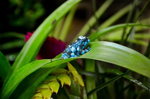 8+ Free Milk Frog & Frog Images - Pixabay