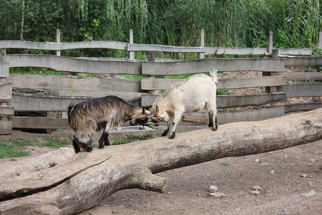Pelea De Cabras Equilibrio Cercado - Foto gratis en Pixabay - Pixabay