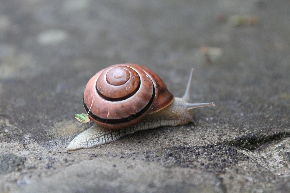 Ślimak Muszelka Czułki - Darmowe zdjęcie na Pixabay