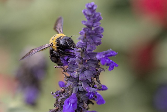 Bee Insect Japan - Free photo on Pixabay