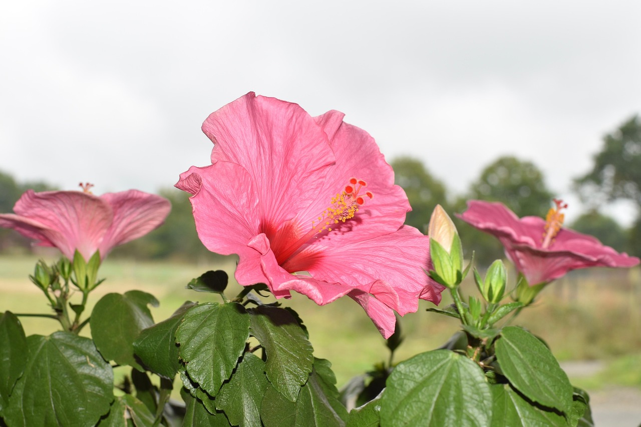 Fleur Hibiscus Arbuste - Photo gratuite sur Pixabay