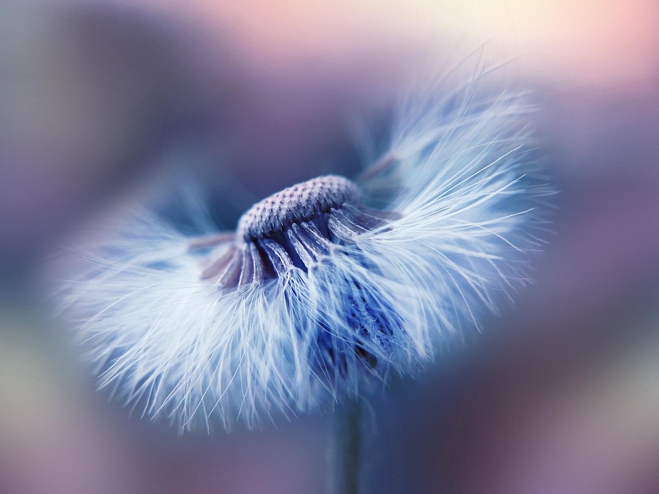 Semillas Yarda Planta Foto Gratis En Pixabay