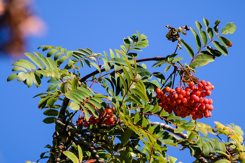 Rowanberries Rowan Fall - Free photo on Pixabay
